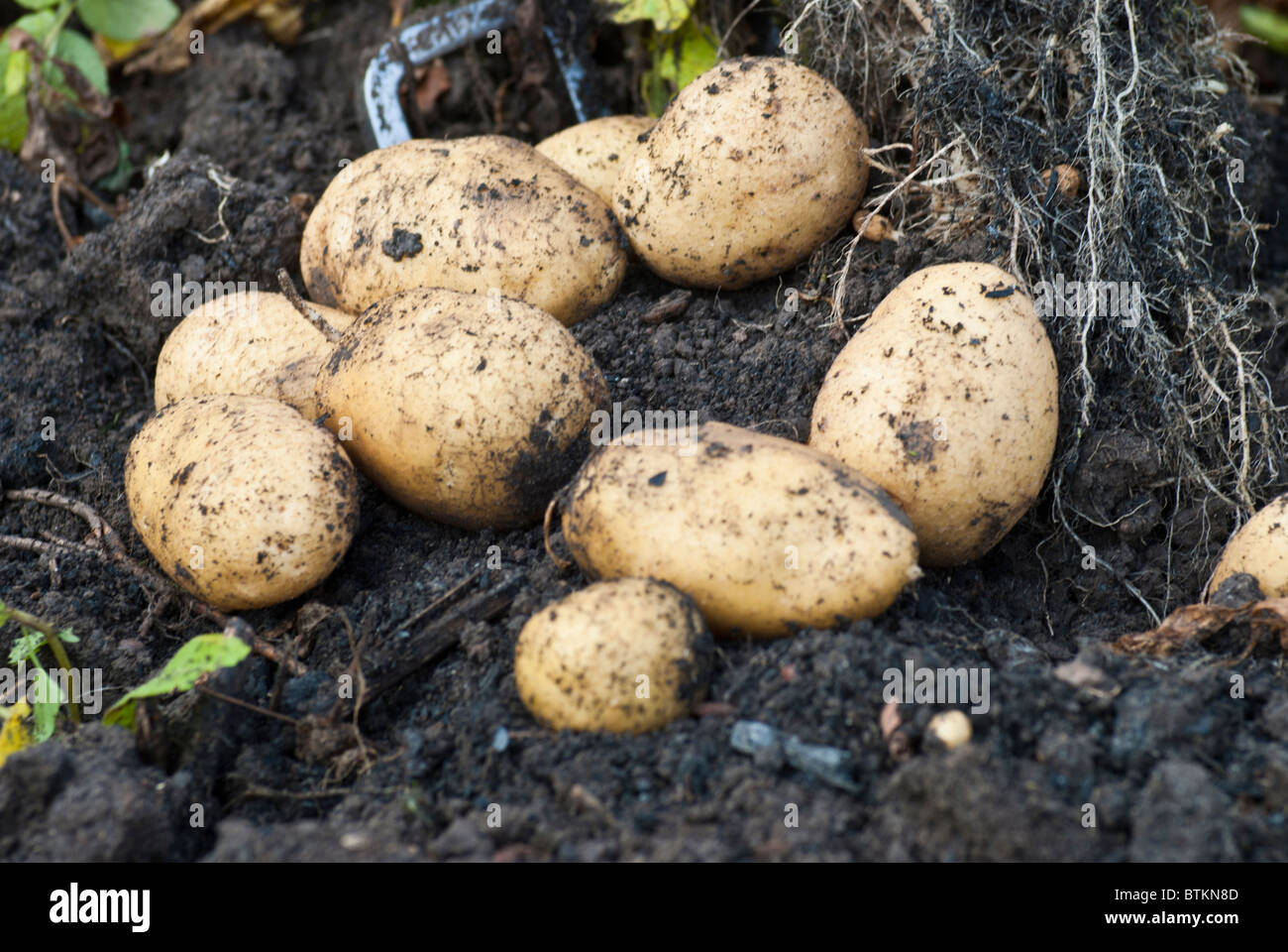 Lifting potato hi-res stock photography and images - Alamy
