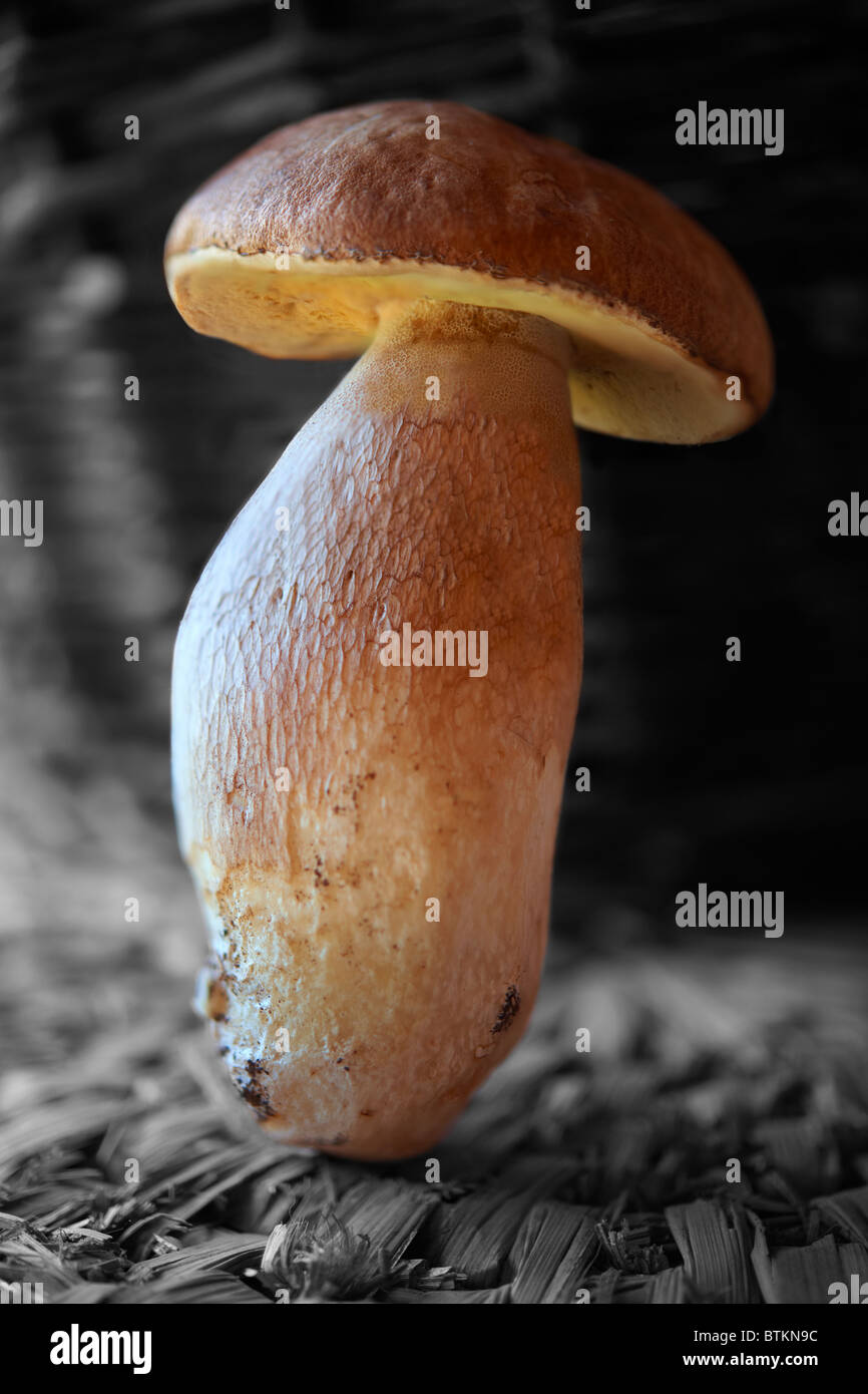 Whole fresh wild ceps mushrooms Stock Photo - Alamy