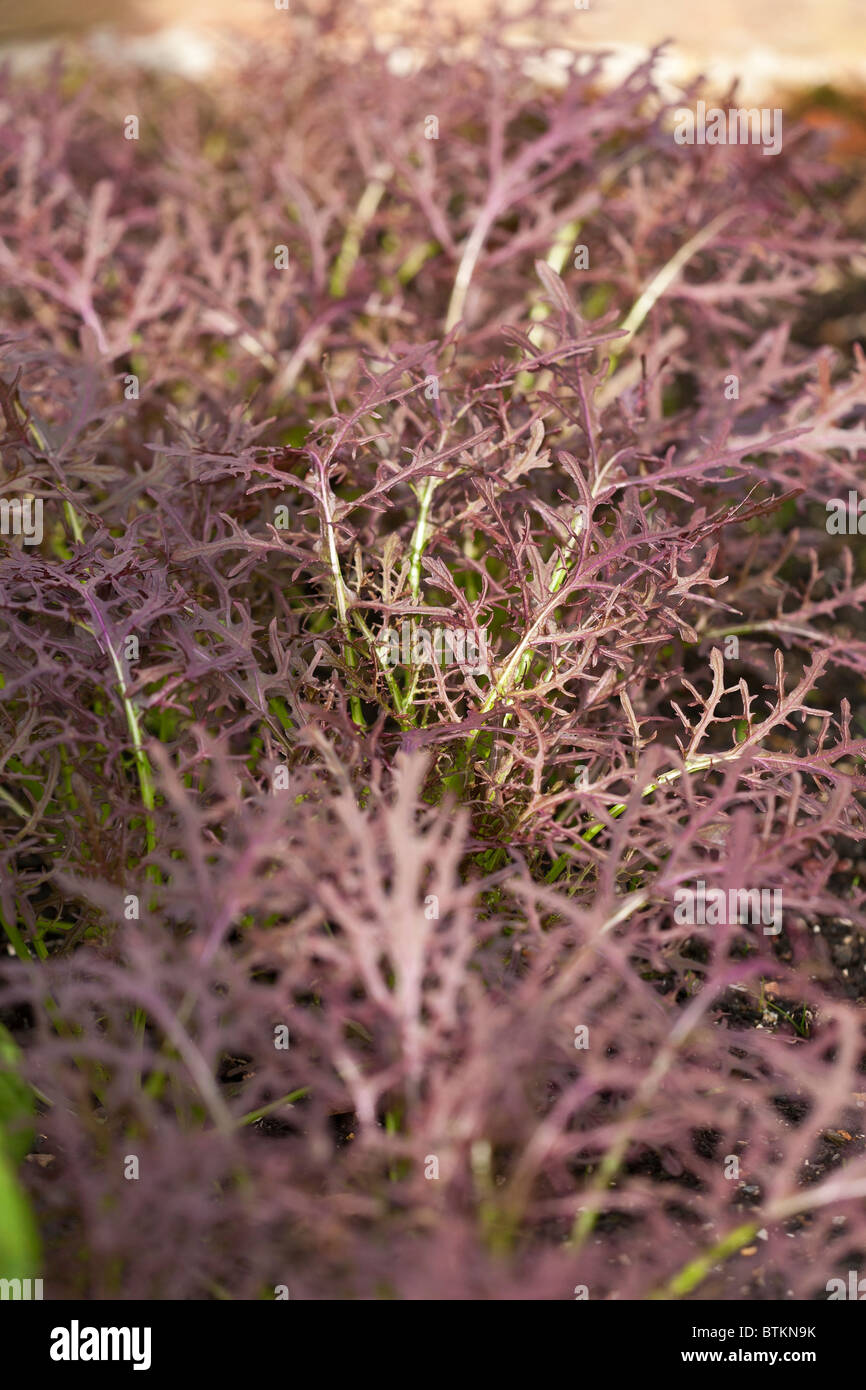 Red mustard frills hi-res stock photography and images - Alamy