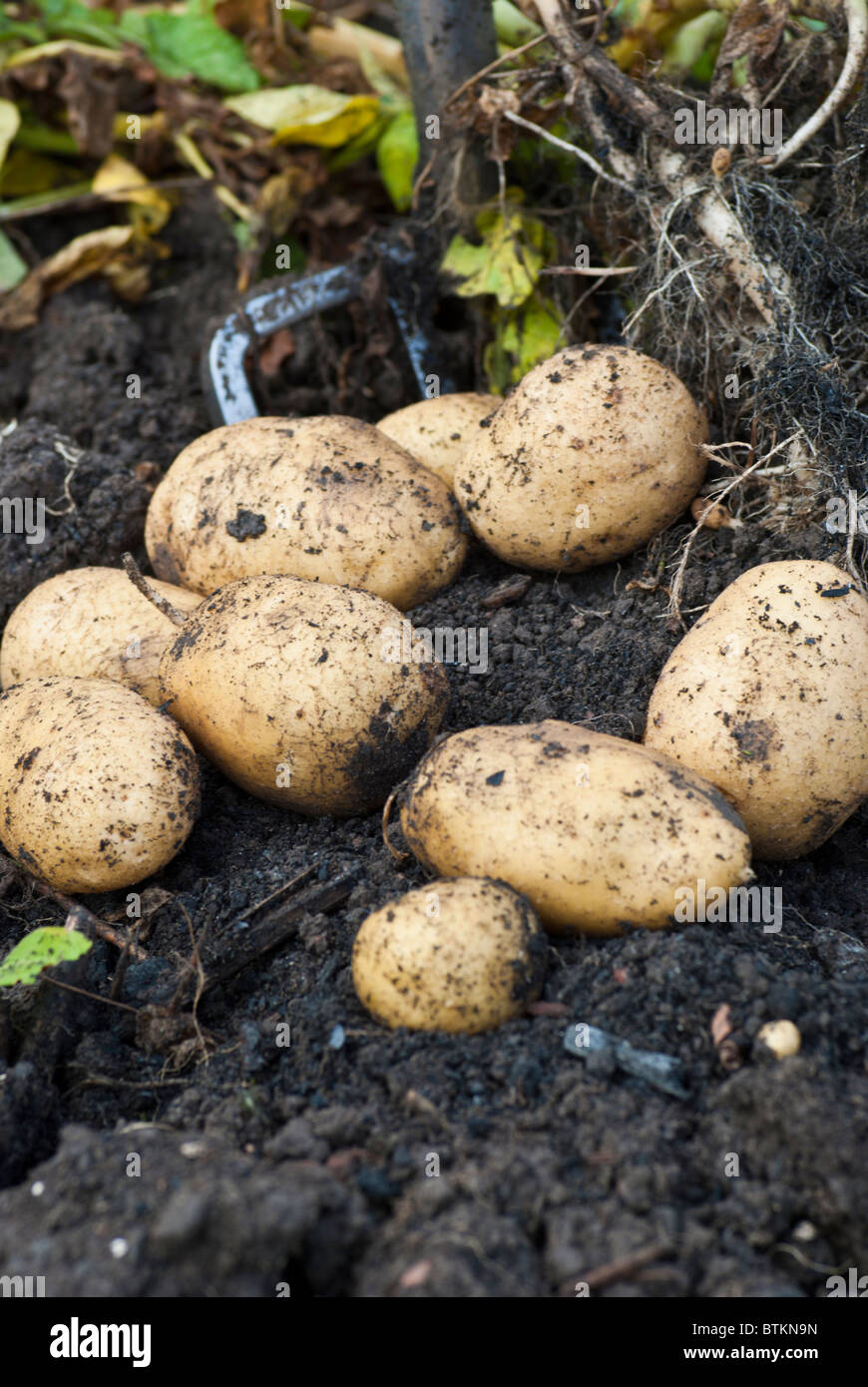 Lifting potato hi-res stock photography and images - Alamy