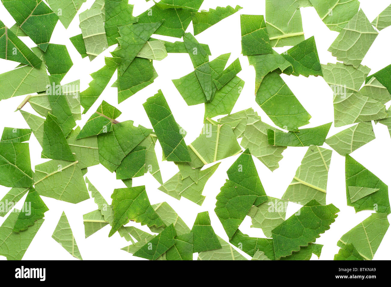 Small cut slices of leaves Stock Photo - Alamy
