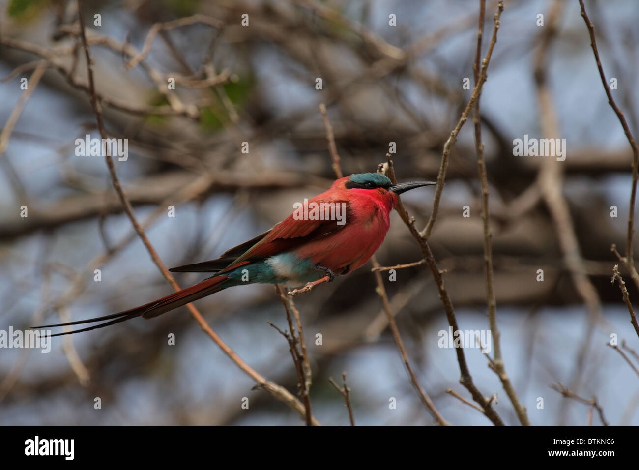 Carmine bee eater botswana hi-res stock photography and images - Alamy