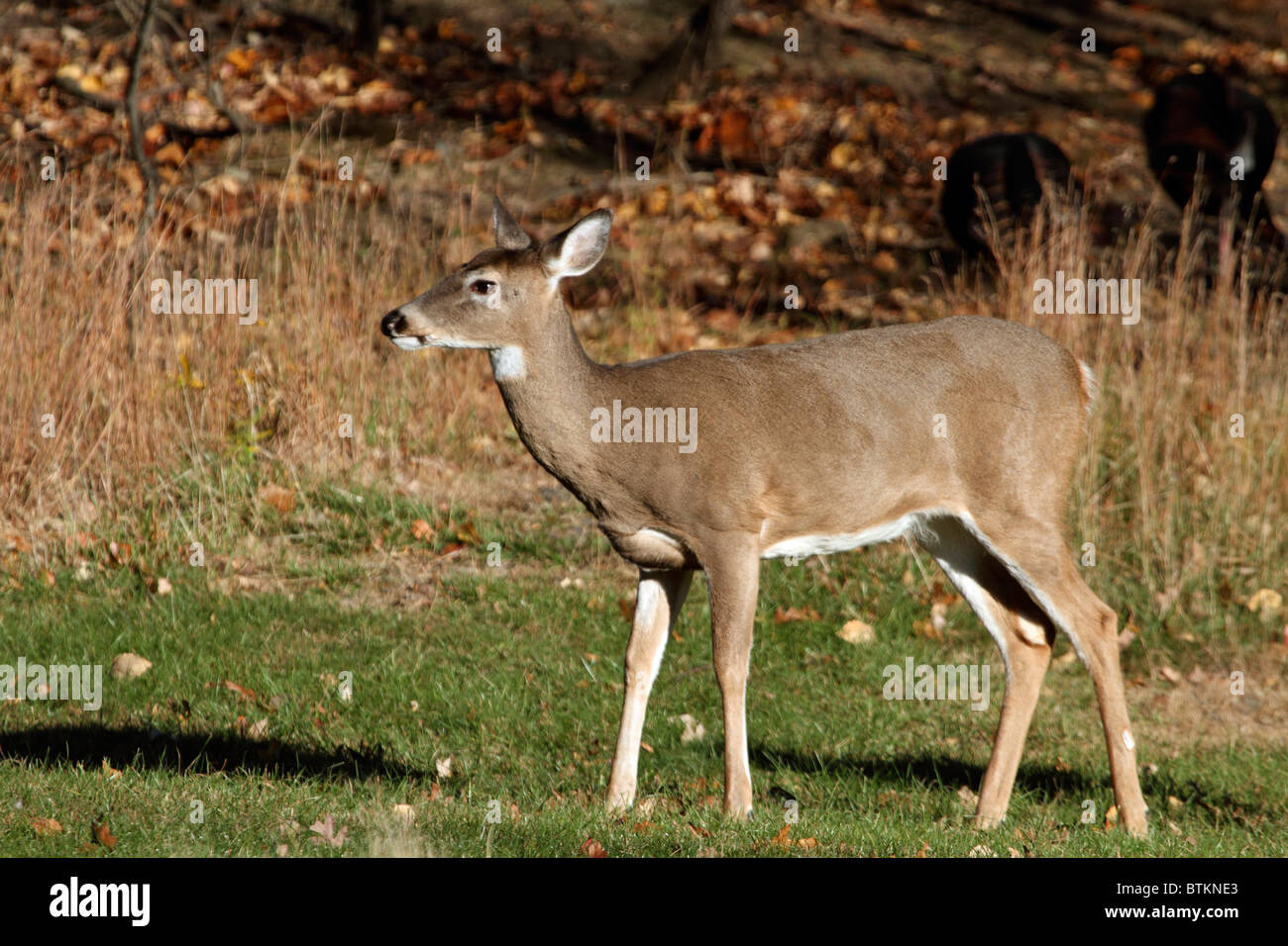 A White-tailed Deer Doe, Odocoileus virginianus, at the edge of a wood ...