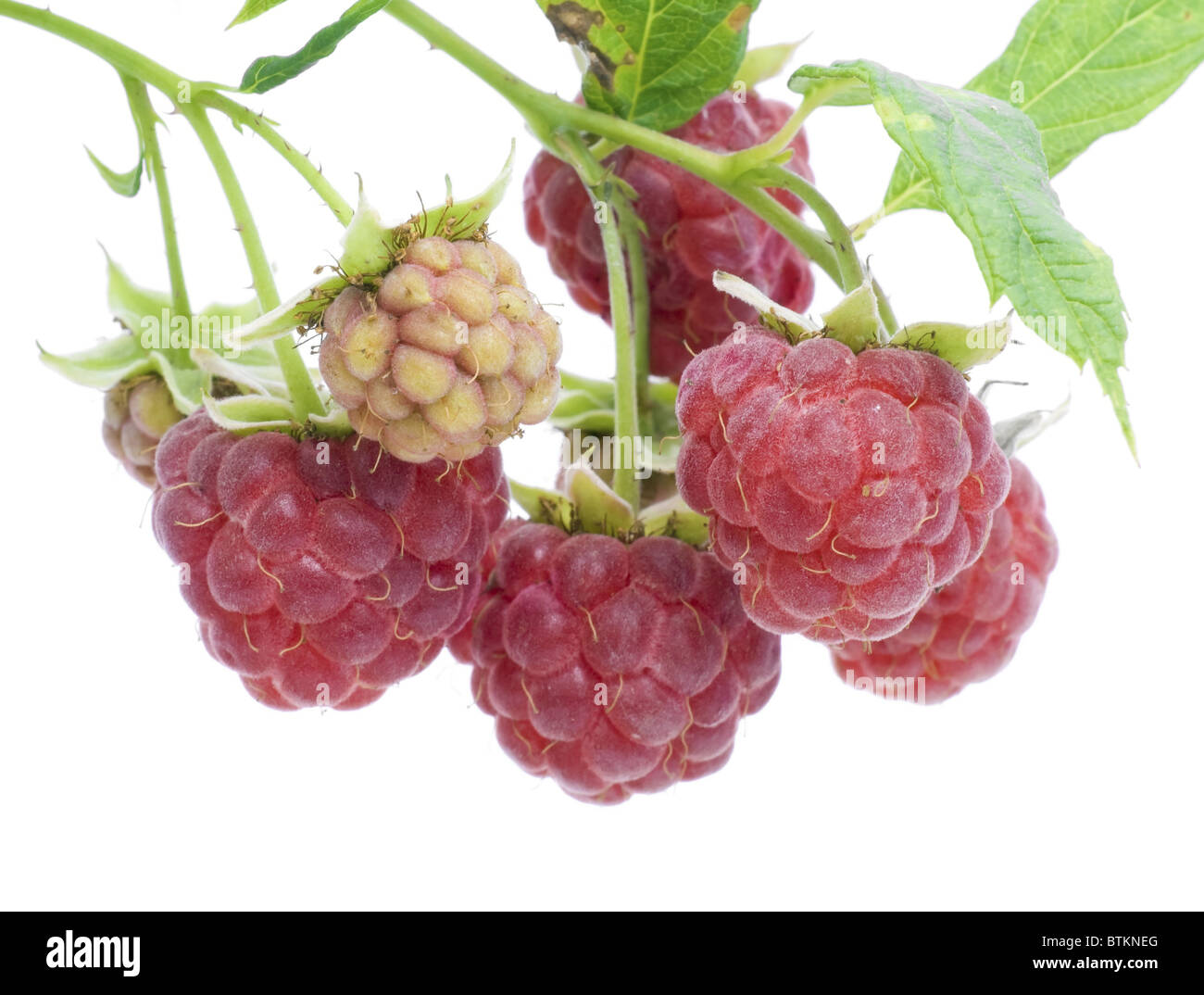 Ripe and unripe raspberry postcard Stock Photo - Alamy