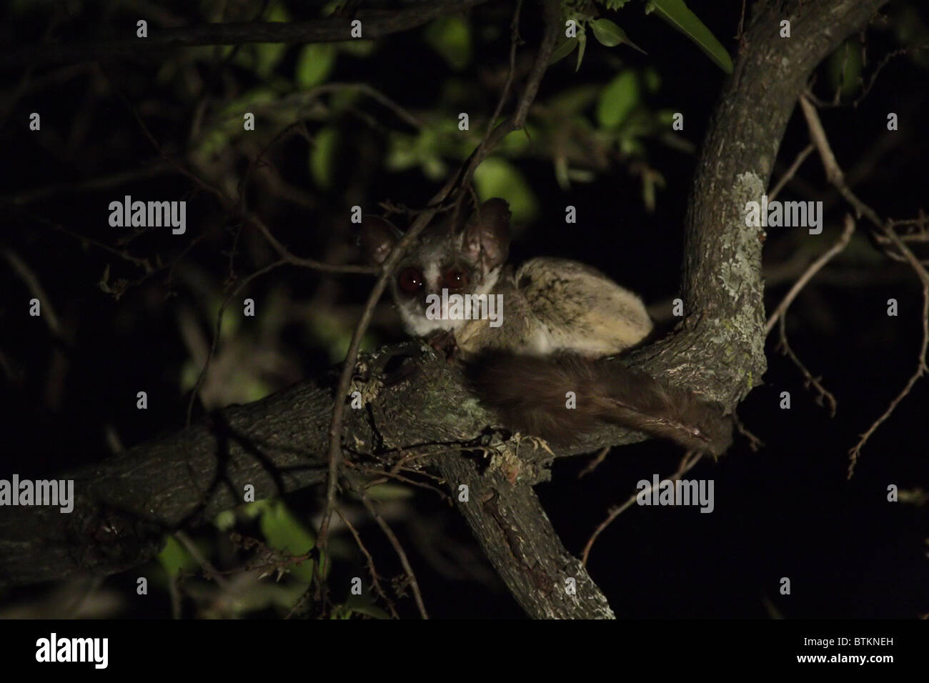 A Mohol Bushbaby (Galago moholi) or Galago at night sitting on a tree ...