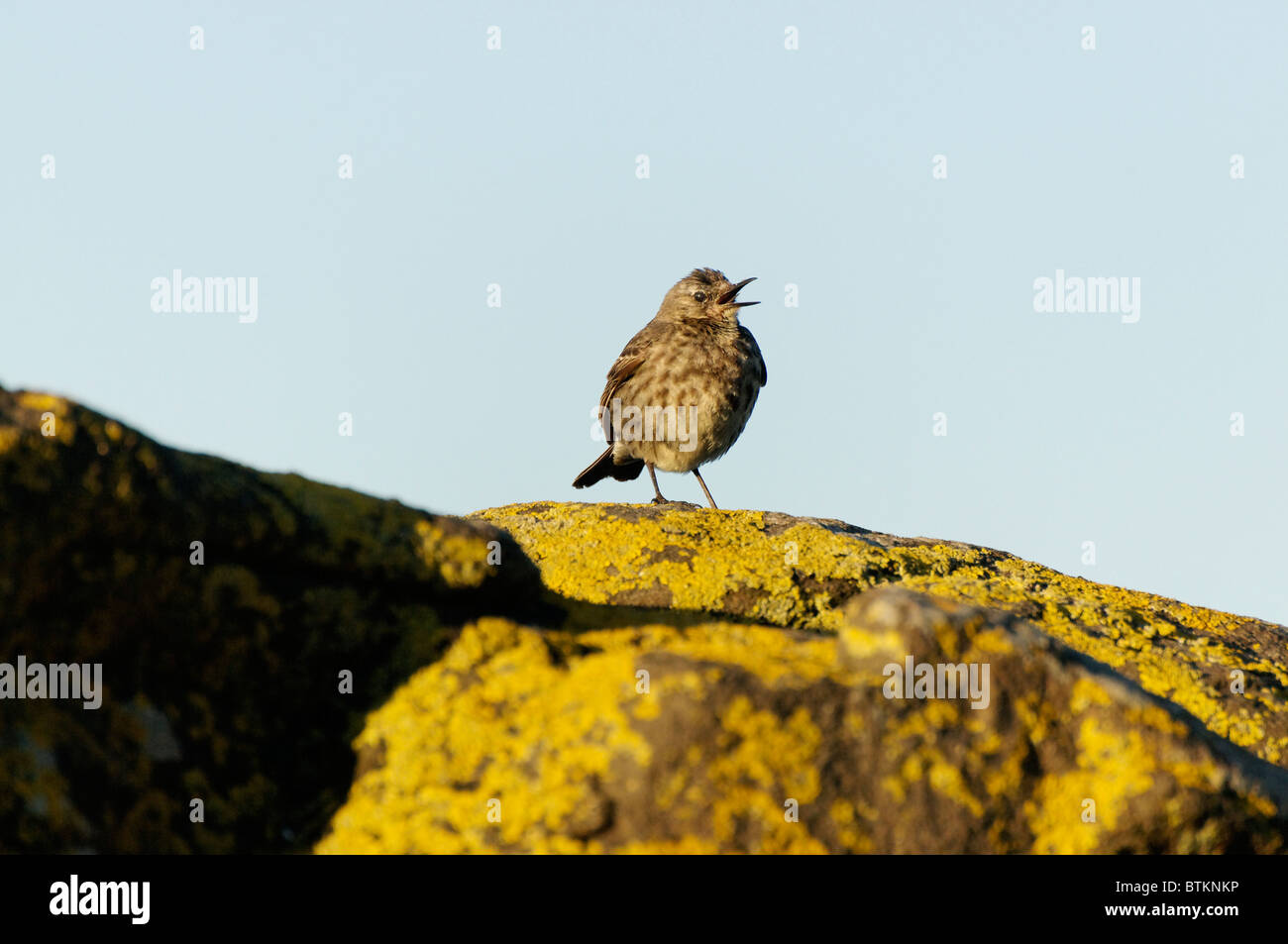 A Rock Pipit singing on a rock Stock Photo - Alamy