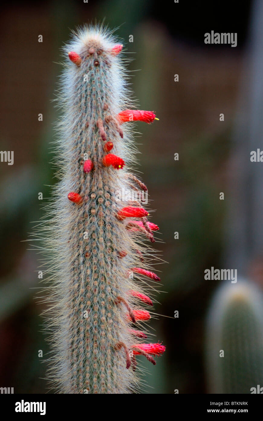 Cleistocactus hyalacanthus cactus Stock Photo - Alamy