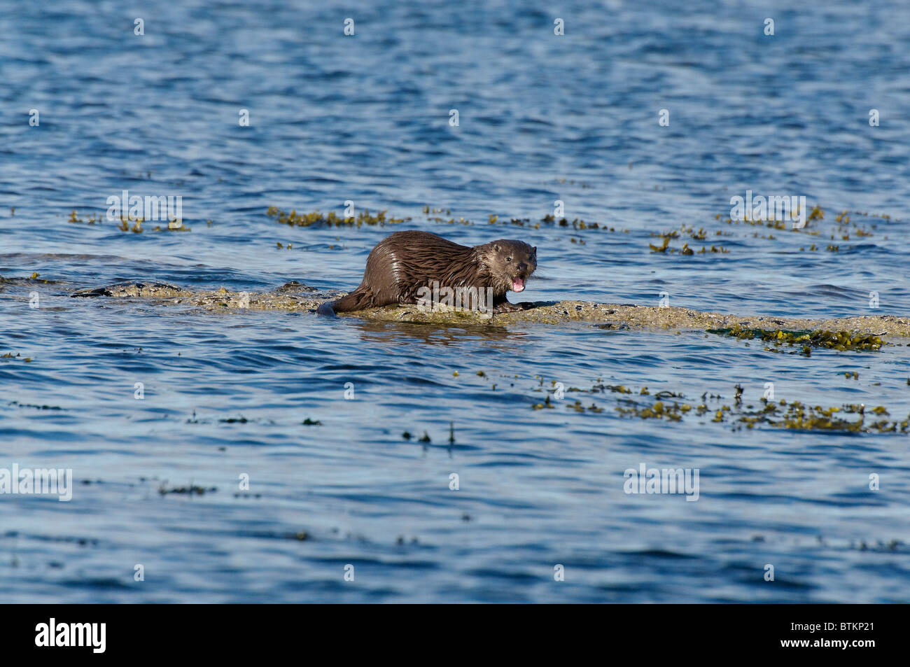 Sea Otter cub Stock Photo - Alamy