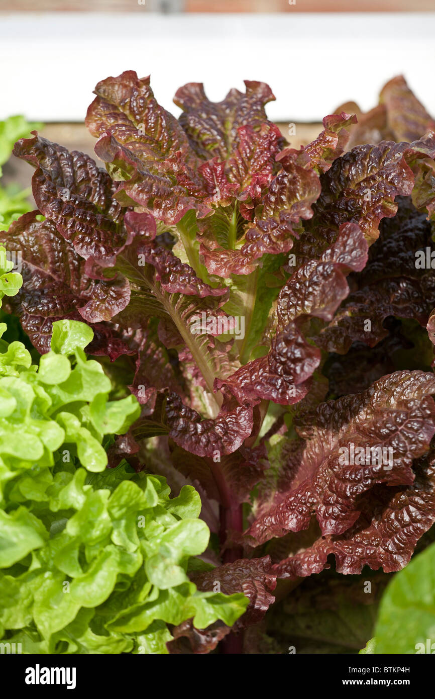 Garden lettuce lactuca sativa hi-res stock photography and images - Alamy