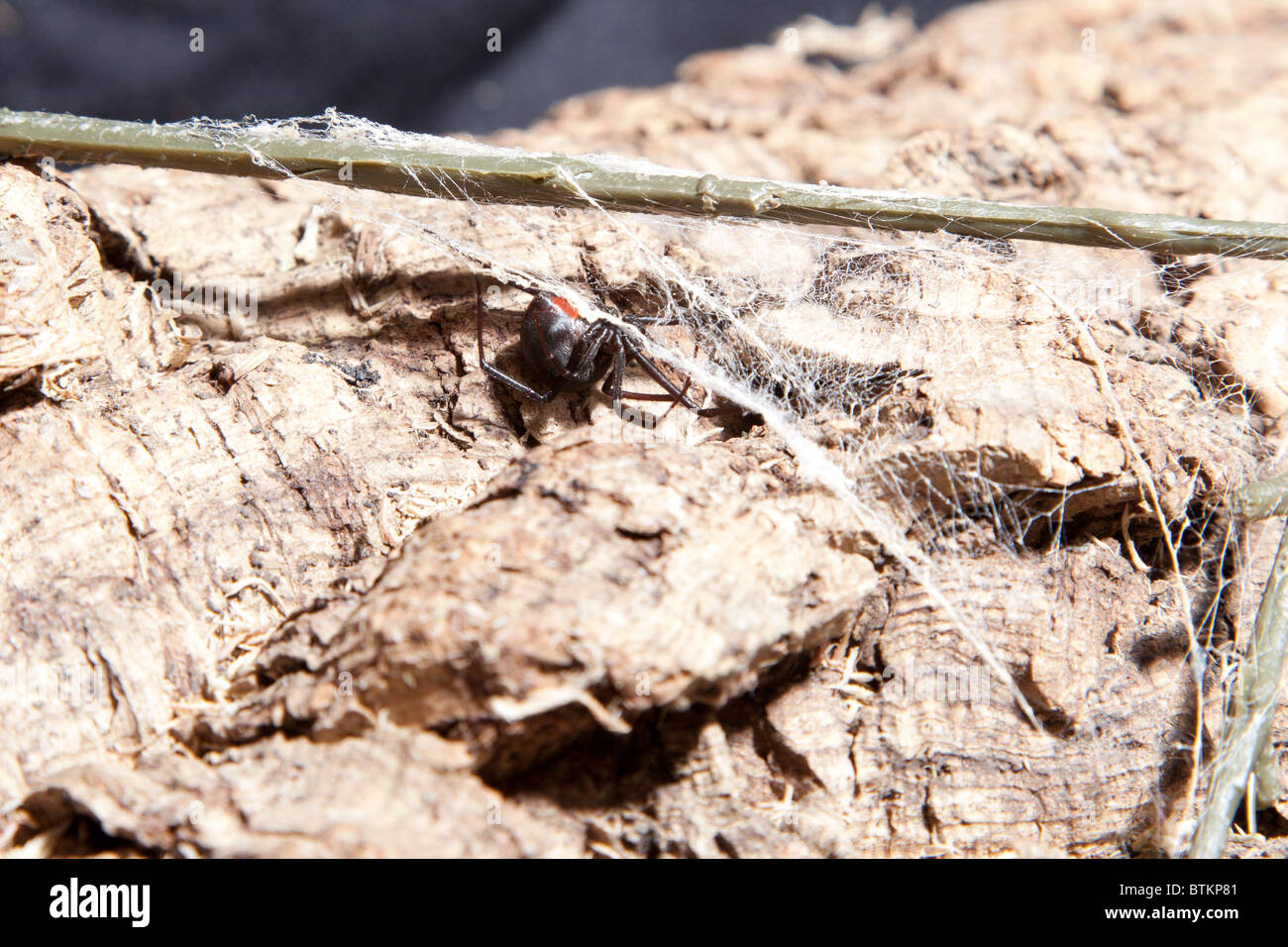 Red back spider hi-res stock photography and images - Alamy