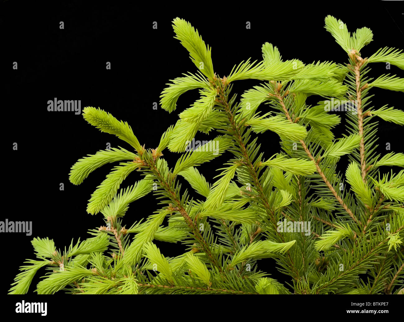 Branches of a young fur-tree Stock Photo - Alamy
