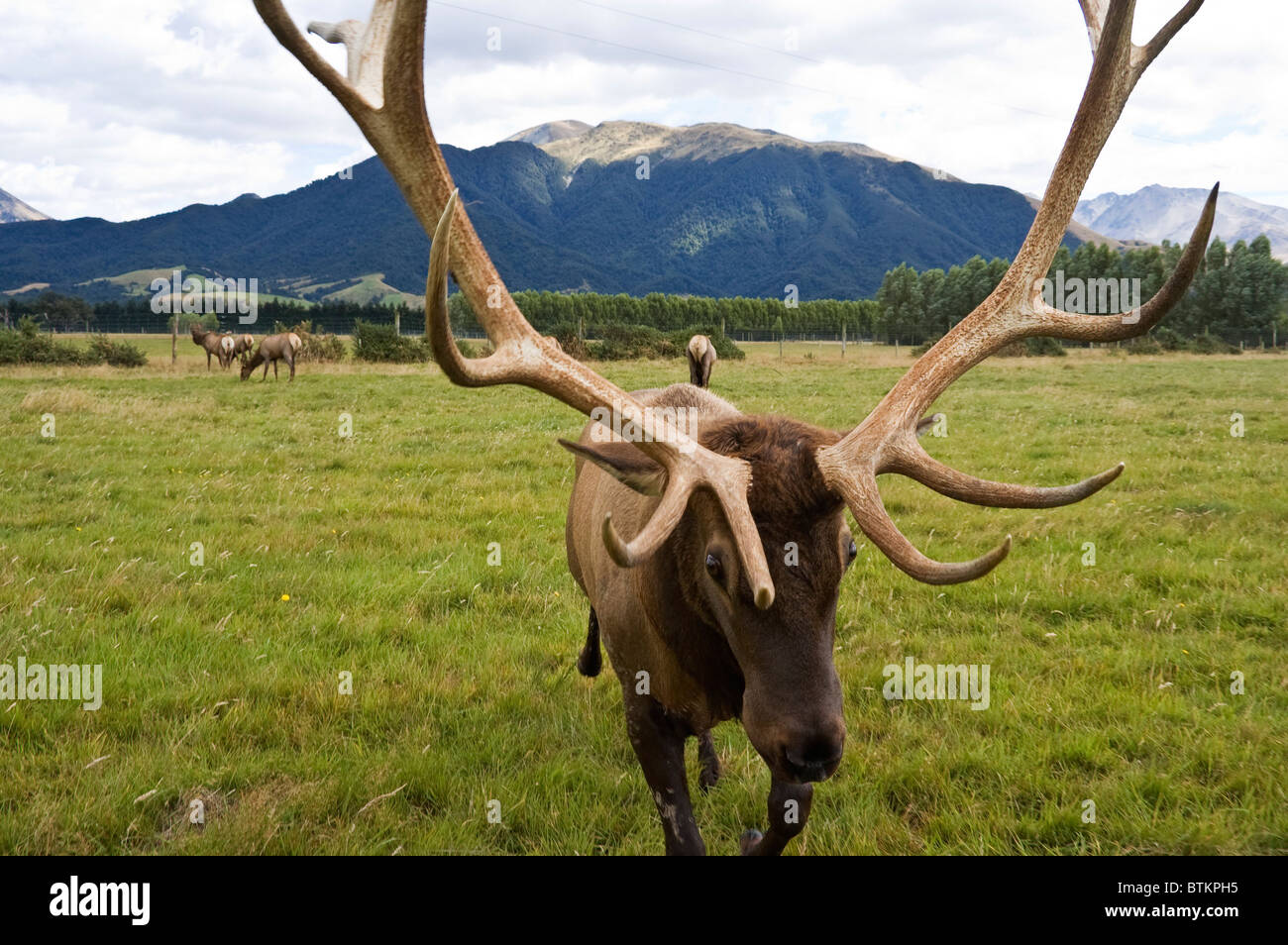 Venison Island High Resolution Stock Photography and Images - Alamy