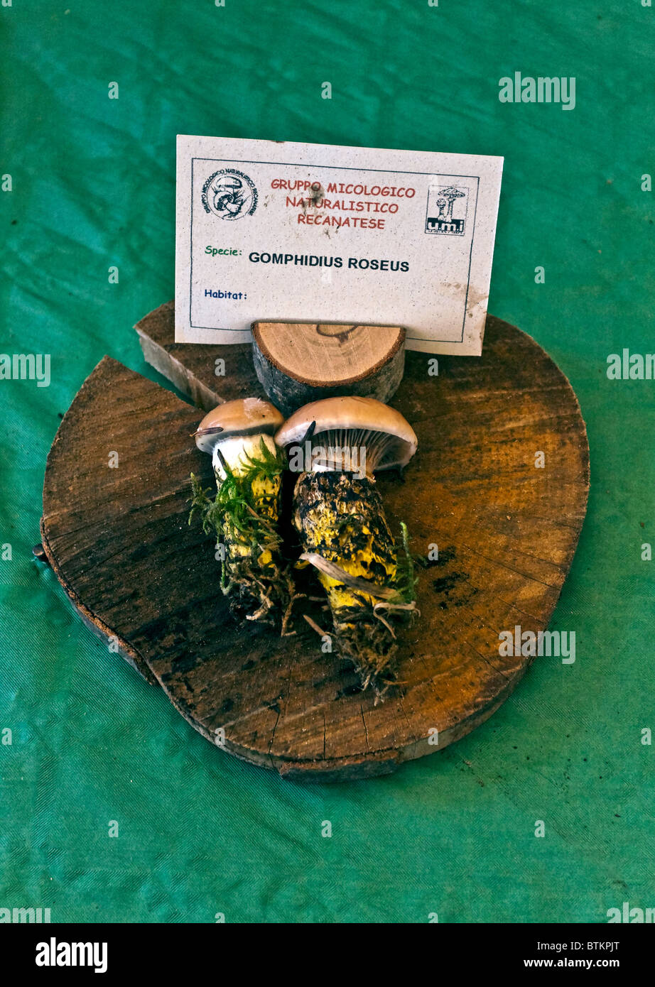 Gomphidius hi-res stock photography and images - Alamy