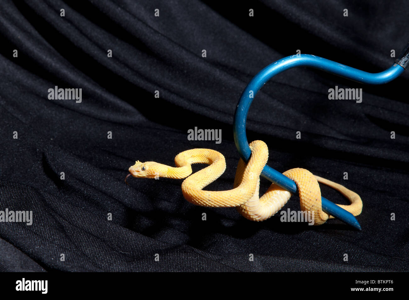 Captive eyelash pit viper snake Stock Photo - Alamy