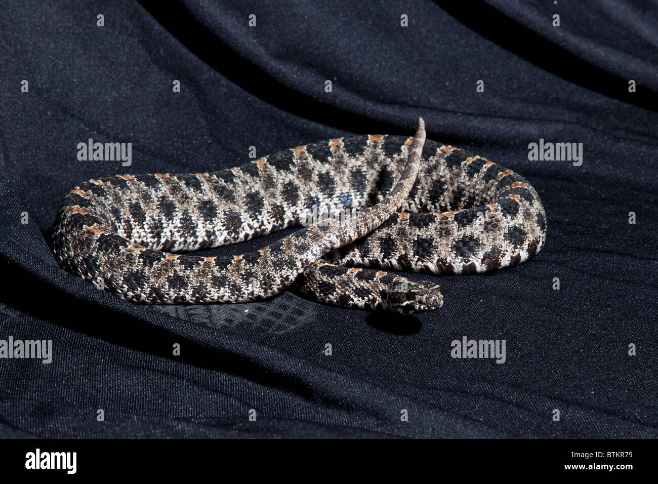 Captive pigmy rattlesnake Stock Photo - Alamy