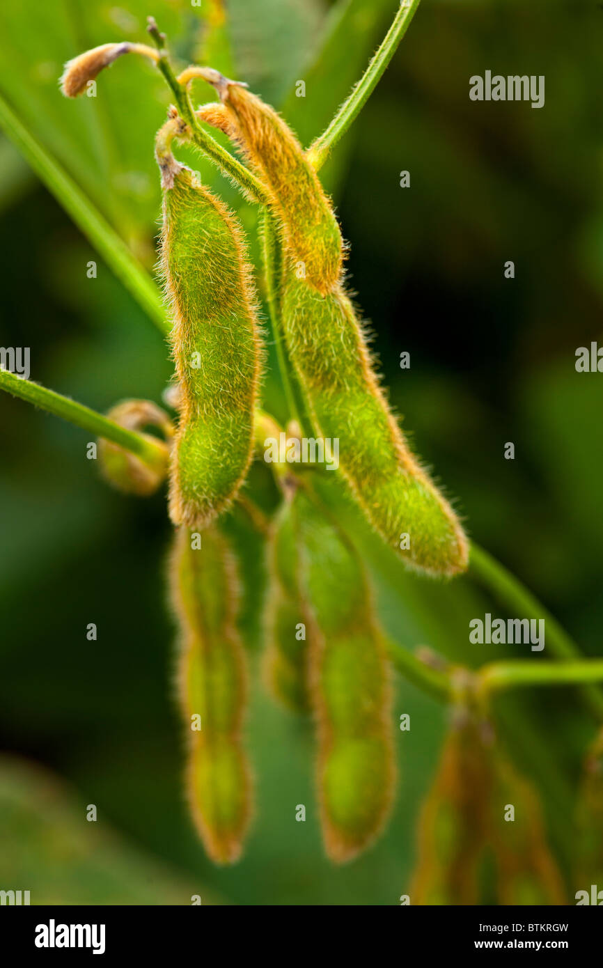 Soybean pods in farm field nearly ripe Stock Photo - Alamy
