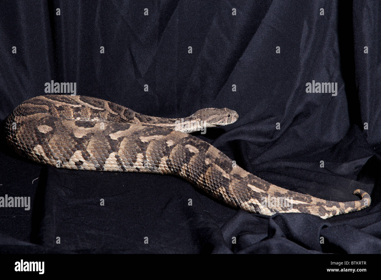 Captive puf adder snake Stock Photo - Alamy