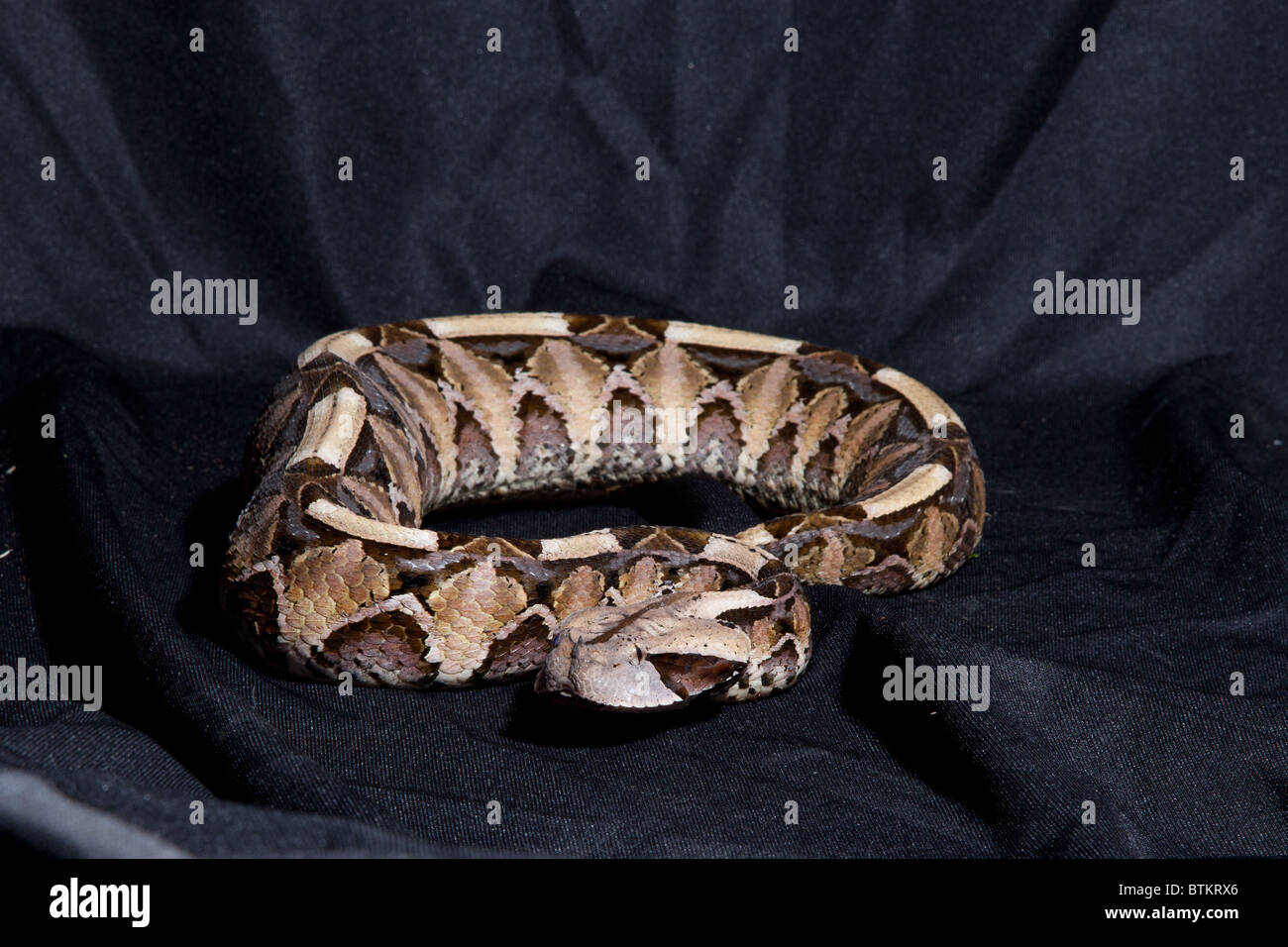 Captive western gaboon viper snake Stock Photo - Alamy