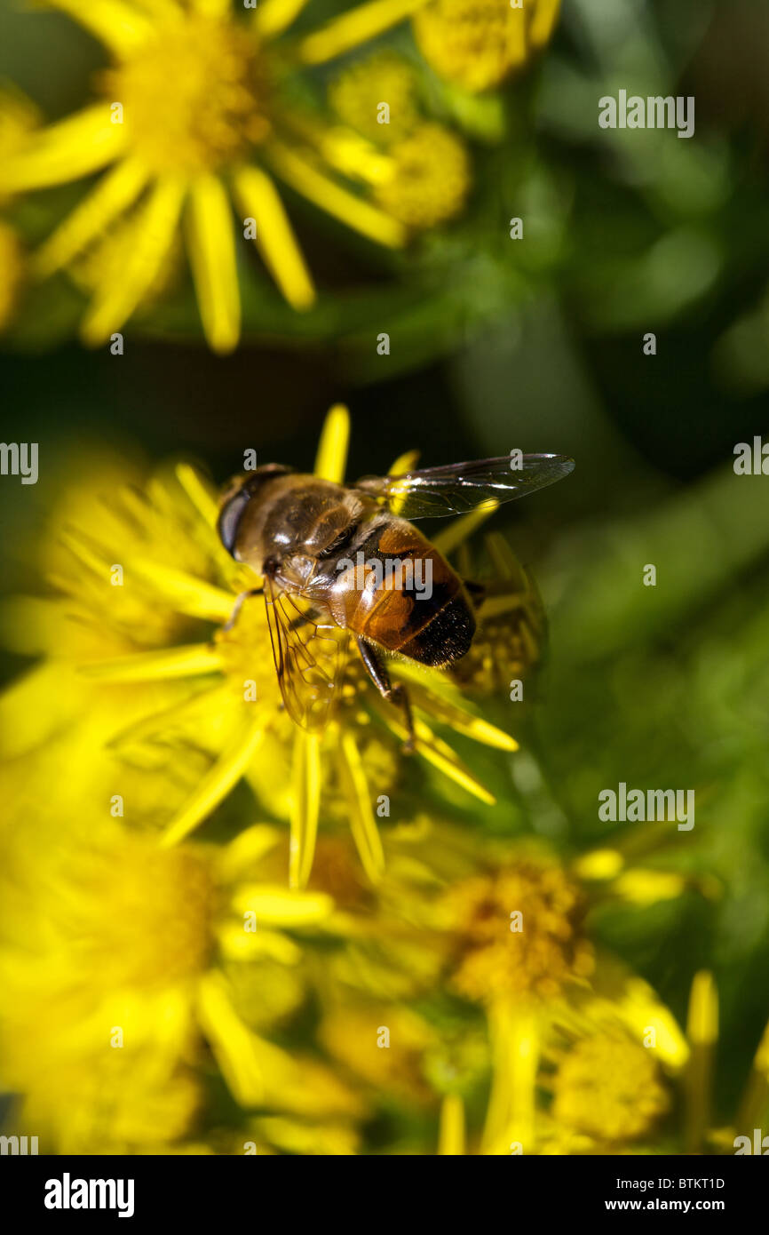 Hornet wings hi-res stock photography and images - Alamy