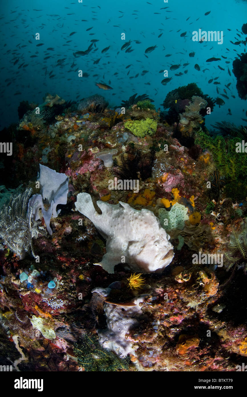 A Giant frogfish, Antennarius commersoni, camouflages itself amongst a ...