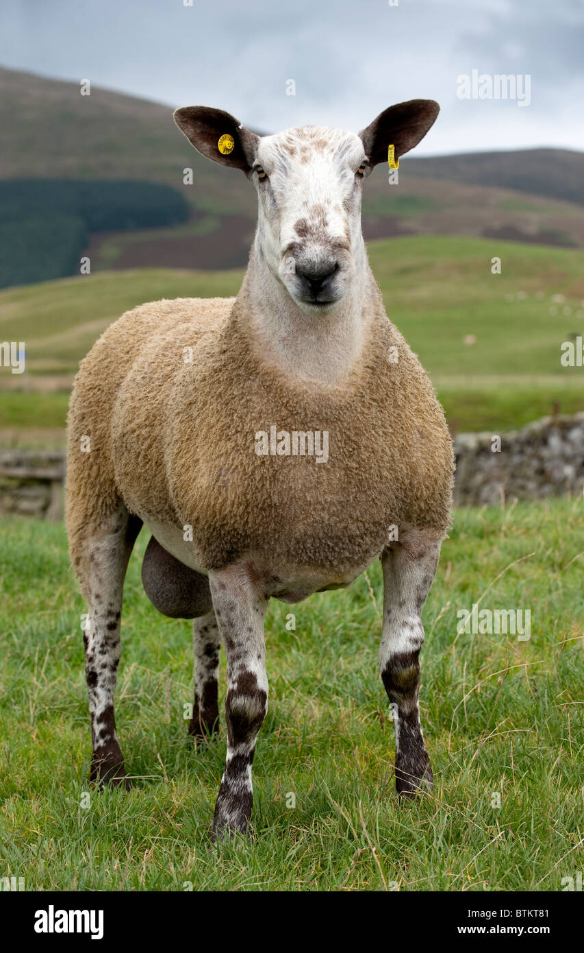 Blue Faced Leicester ram Stock Photo - Alamy