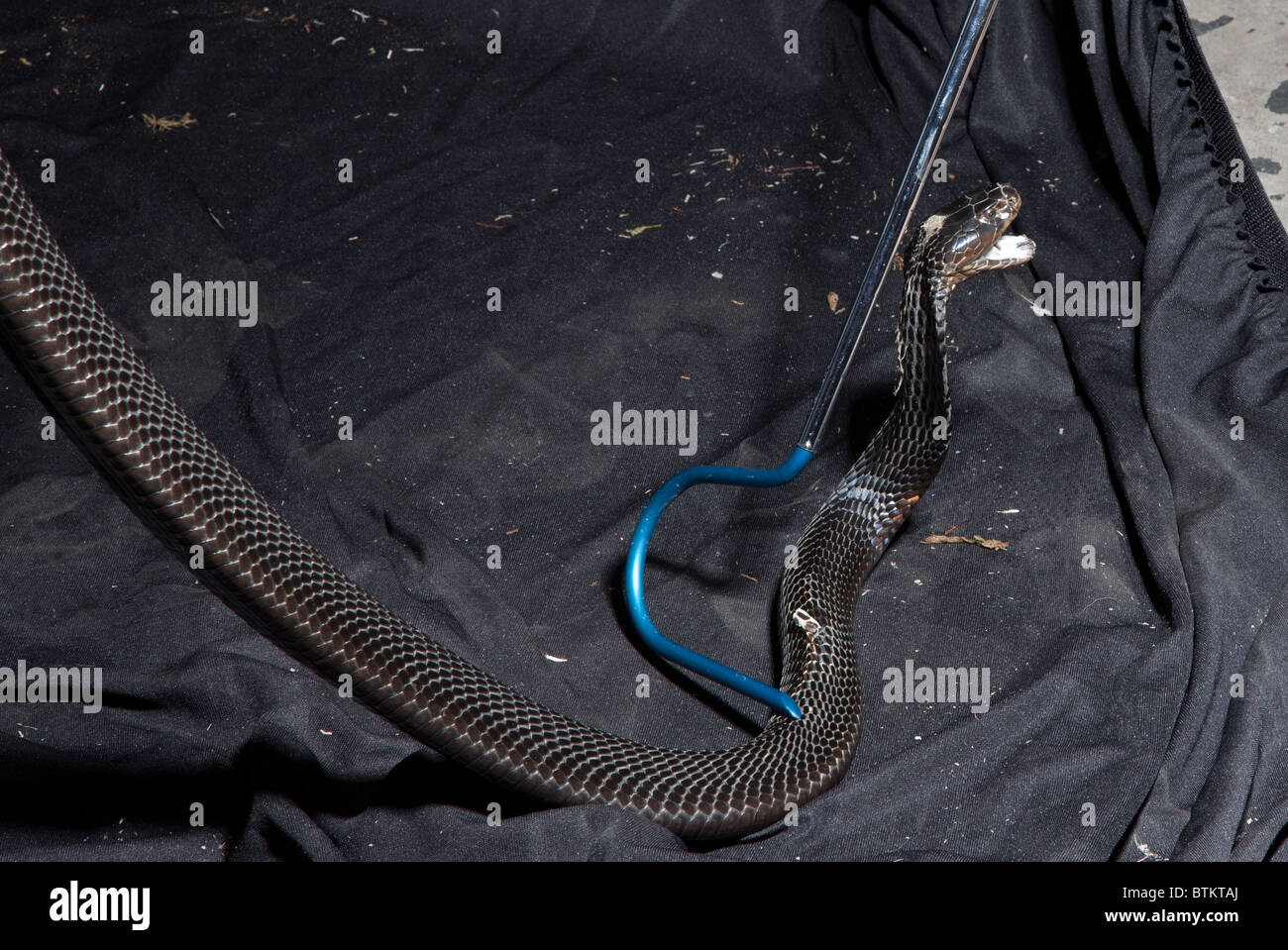 Spitting cobra venom hi-res stock photography and images - Alamy