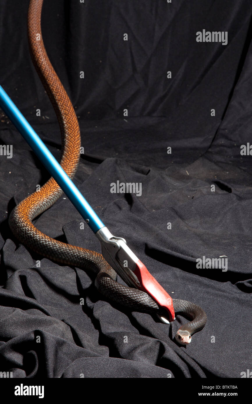 Captive snake papuan taipan Stock Photo - Alamy