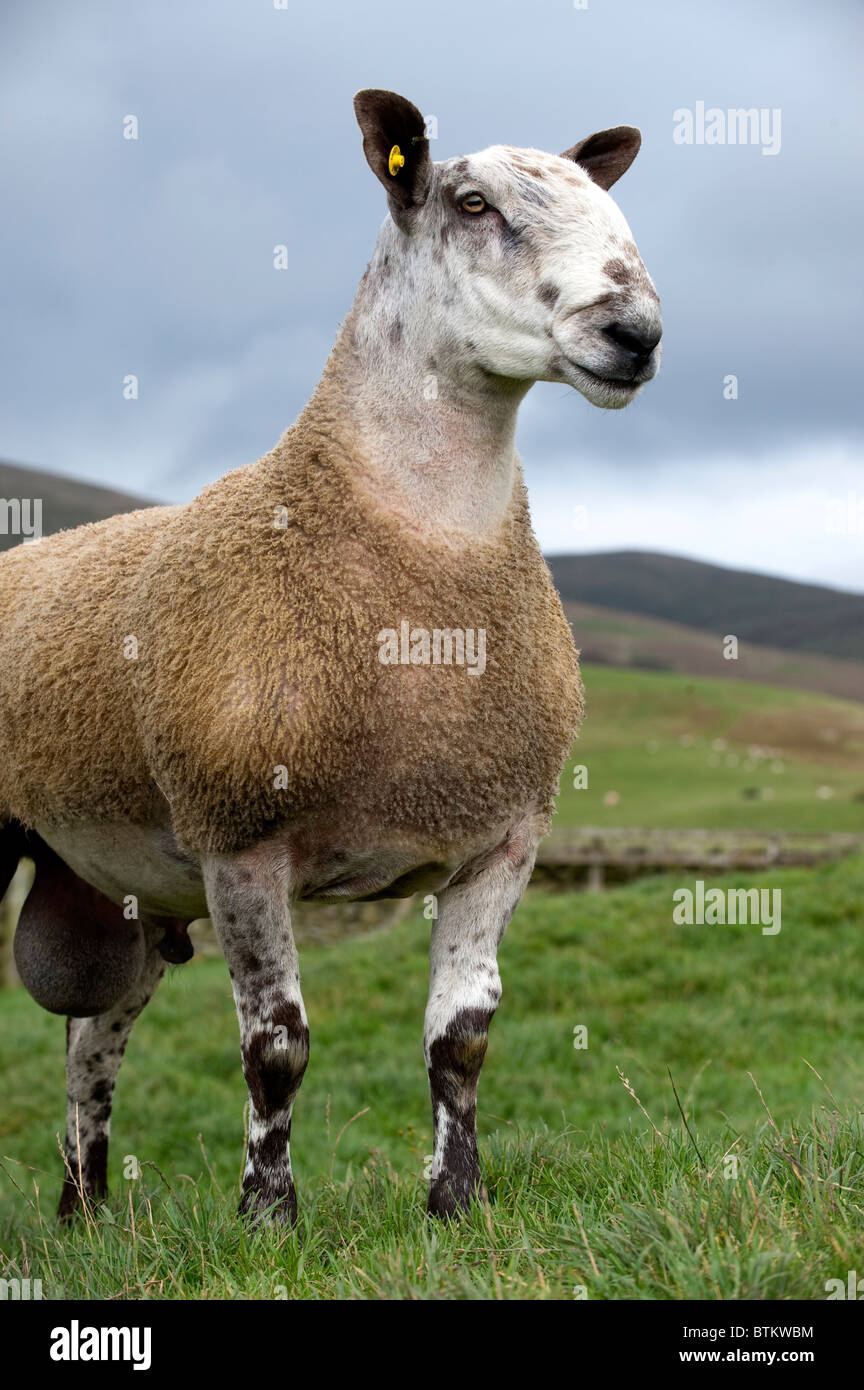 Blue Faced Leicester ram Stock Photo - Alamy