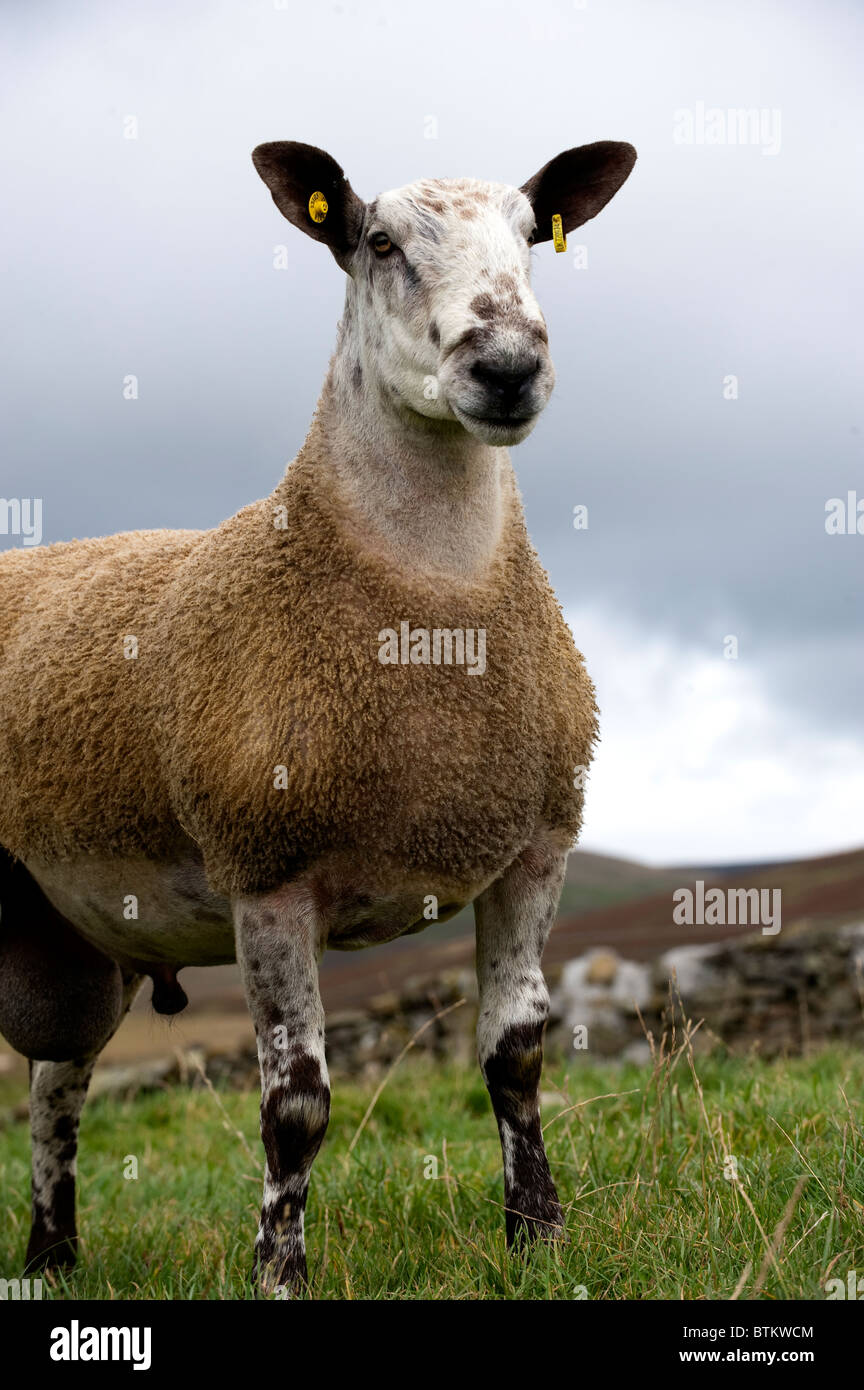 Blue Faced Leicester ram Stock Photo - Alamy
