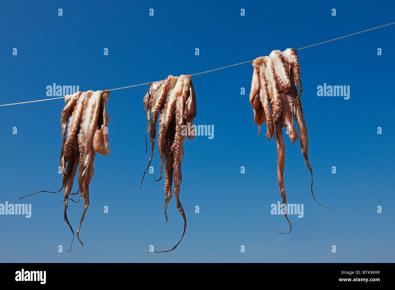 Drying octopuses. Crete, Greece Stock Photo - Alamy