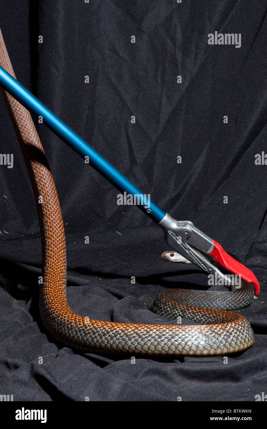 Taipan snake hi-res stock photography and images - Alamy