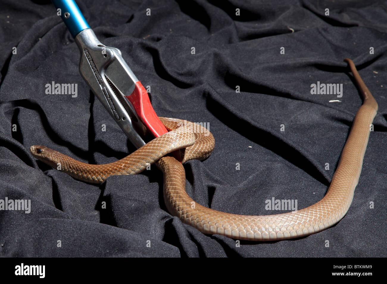 King brown snake hi-res stock photography and images - Alamy