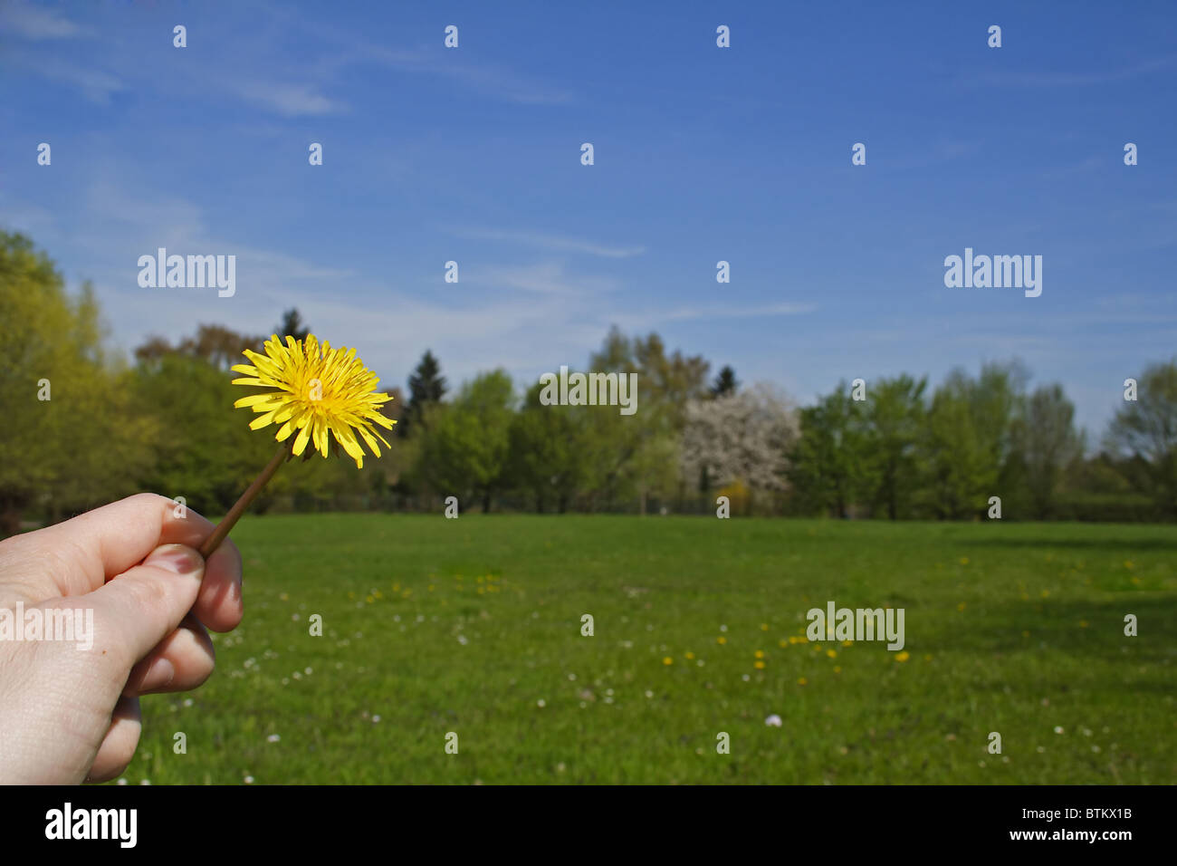 Human hand holding dandelion in front of park scenery Stock Photo - Alamy