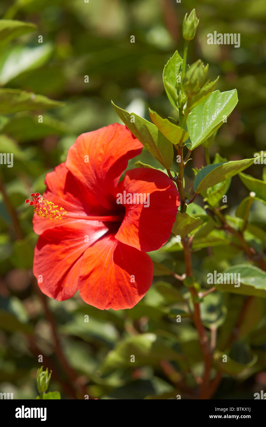Chinese hibiscus (Hibiscus rosa sinensis) red flower close up. Crete ...