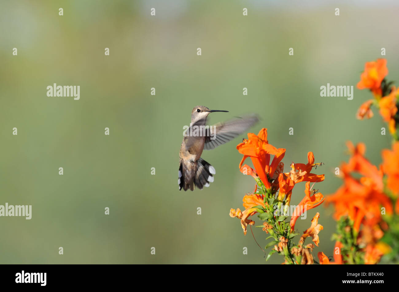 Ruby orange flowers hi-res stock photography and images - Alamy