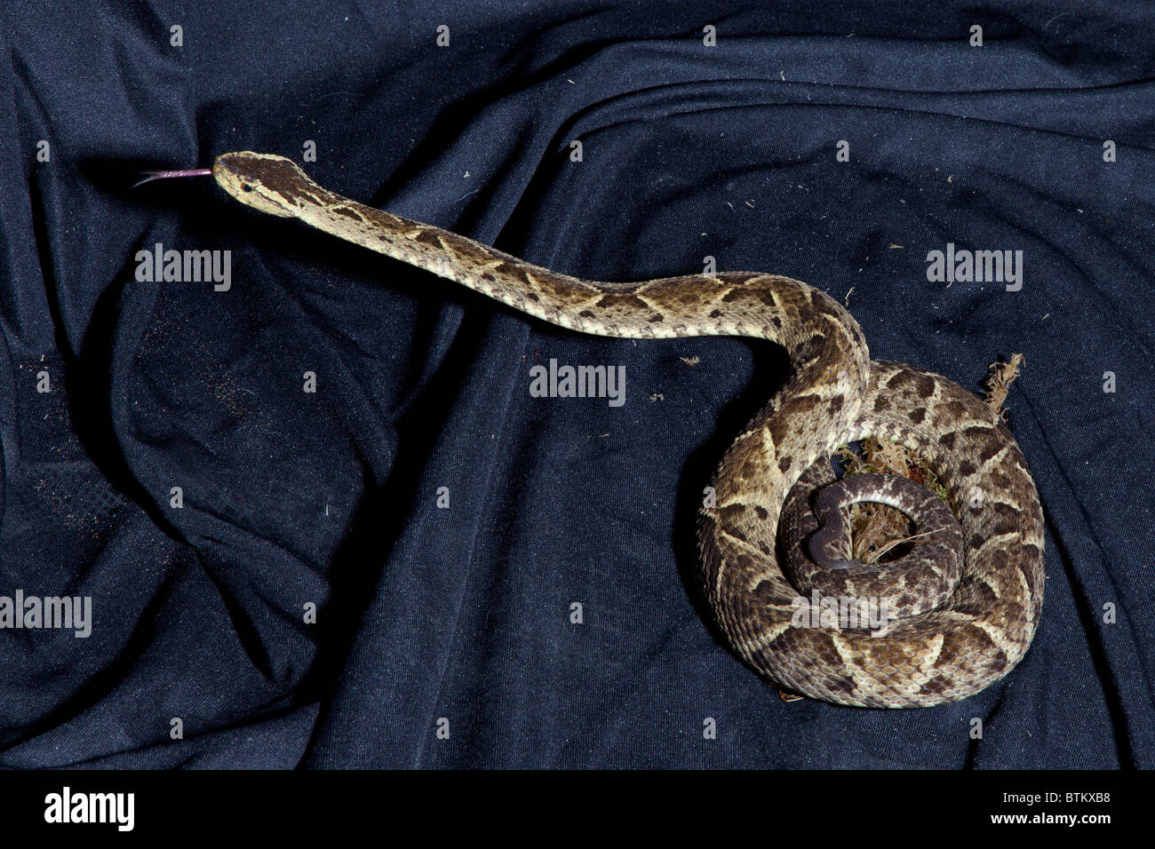 Captive fer-de-lance snake Stock Photo - Alamy