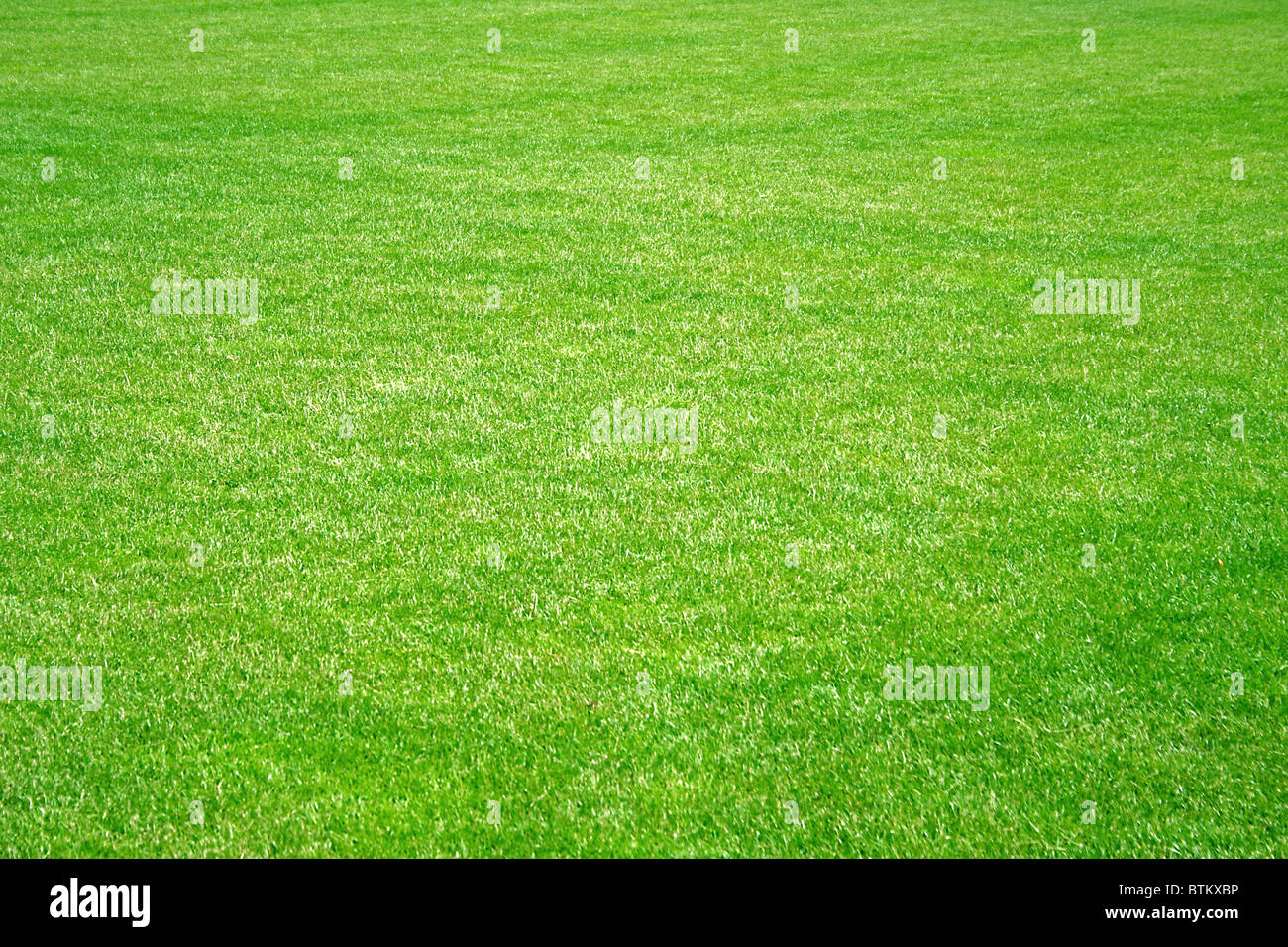 Background texture of a fine green meadow Stock Photo - Alamy