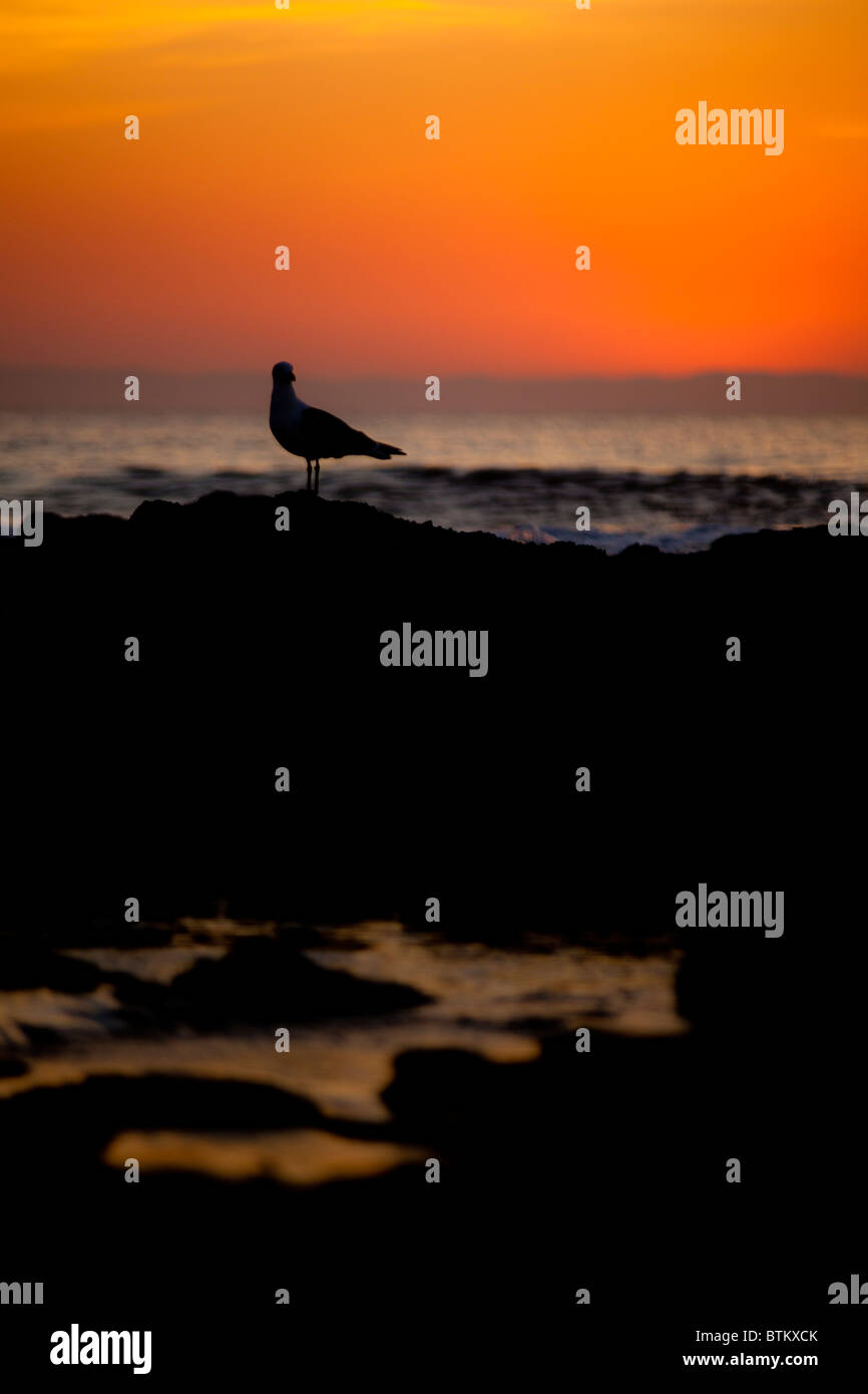 Seagull at sunrise Stock Photo - Alamy