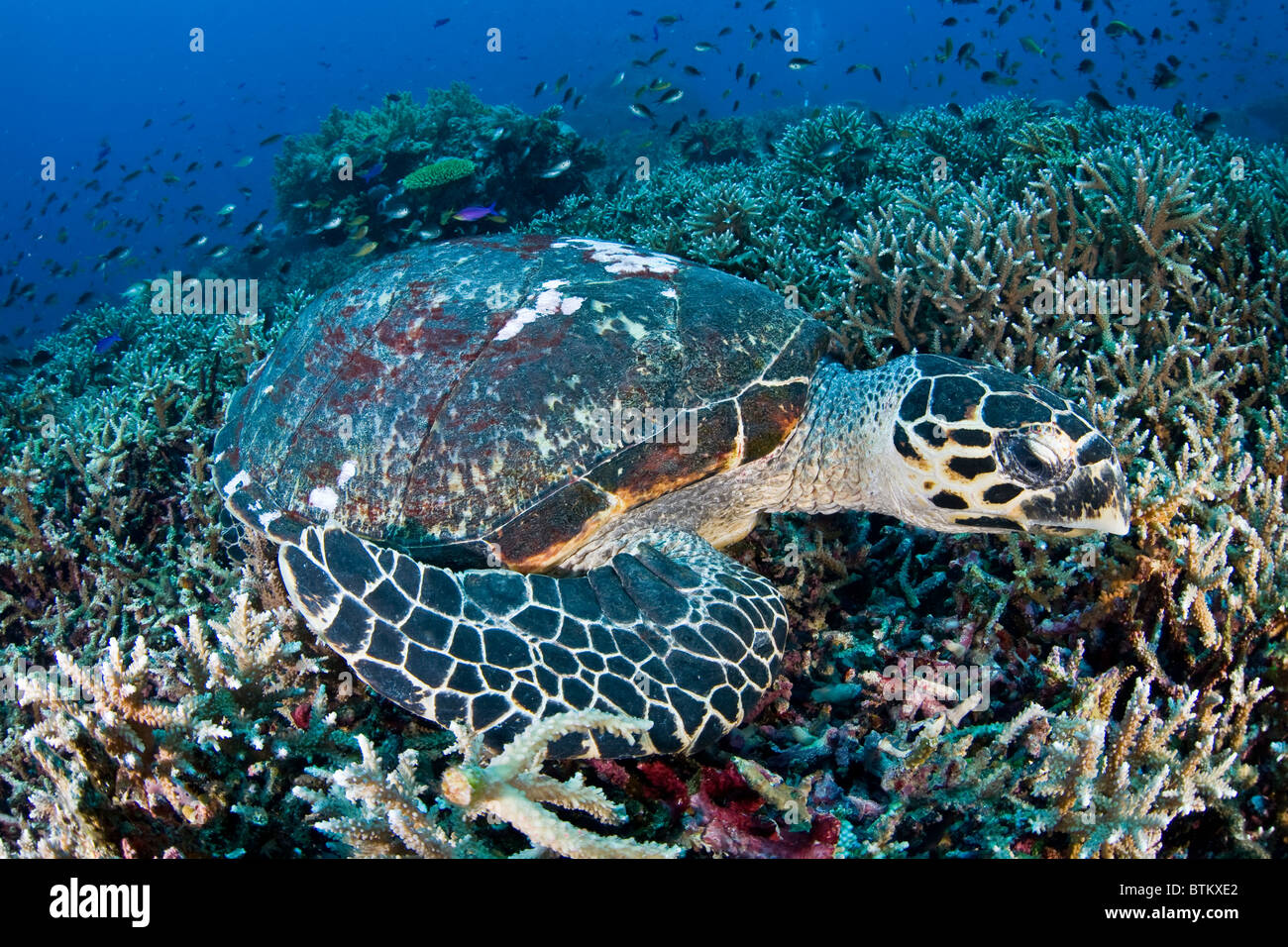 Hawksbill sea turtle reef indonesia hi-res stock photography and images ...