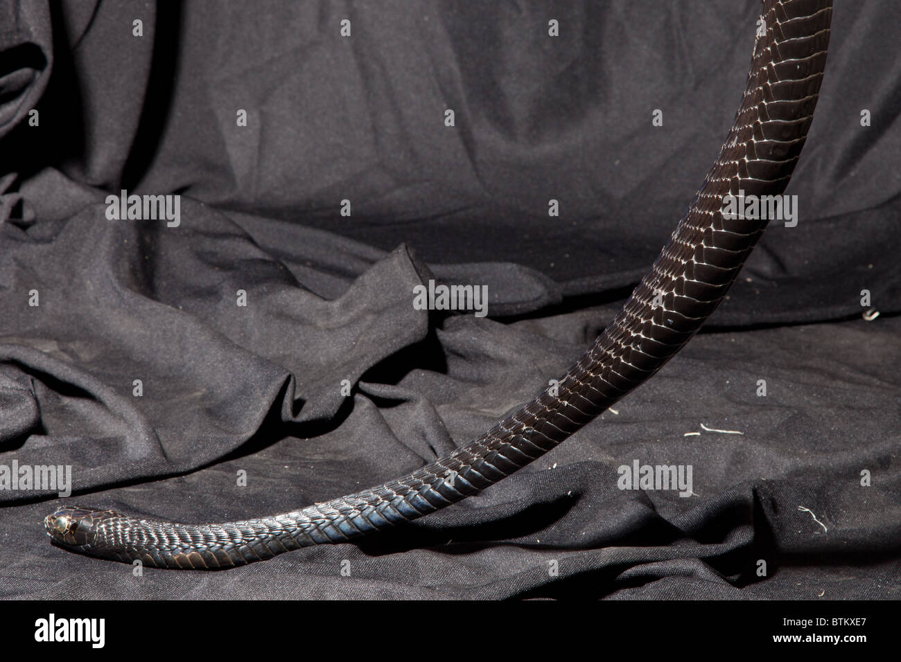 Captive Jacksons Tree snake Stock Photo - Alamy