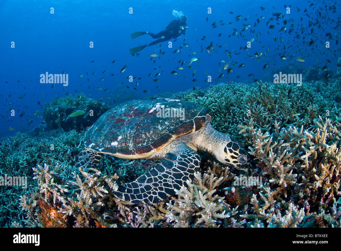 Sea invertebrate species hi-res stock photography and images - Alamy