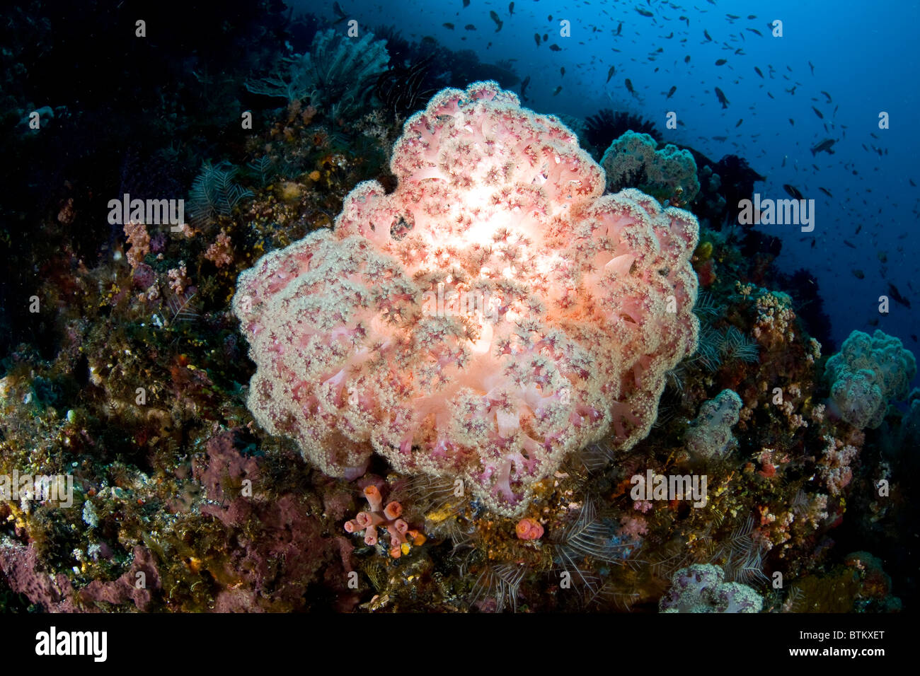 A soft coral colony, Dendronephthya sp., grows on a healthy coral reef ...
