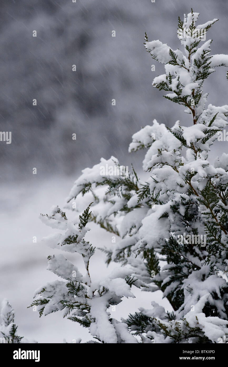 Eastern red cedar tree hi-res stock photography and images - Alamy