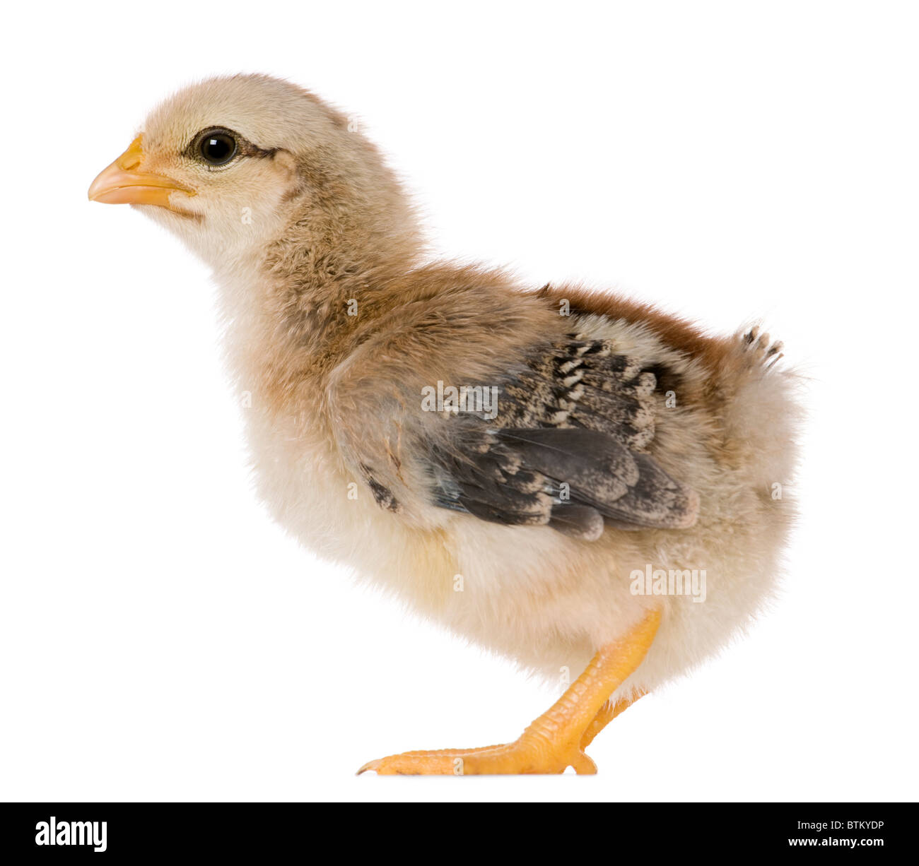 Chick, 15 days old, standing in front of white background Stock Photo ...