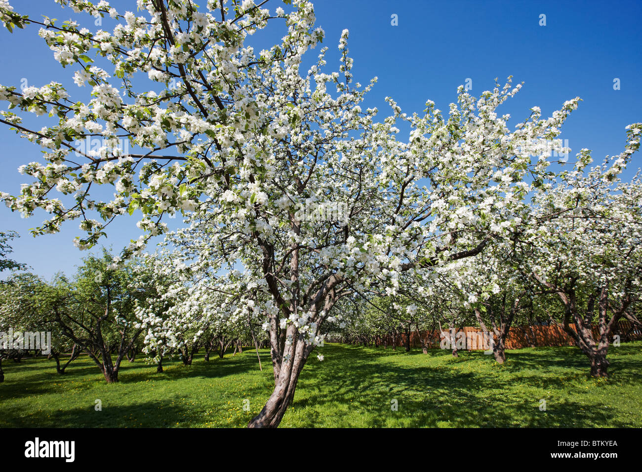 Apple trees in bloom. Kolomenskoye estate, Moscow, Russia Stock Photo ...