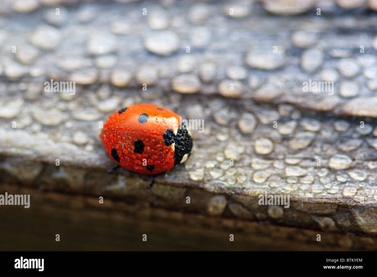 Ladybug in the Fresh Morning Dew Stock Photo - Alamy