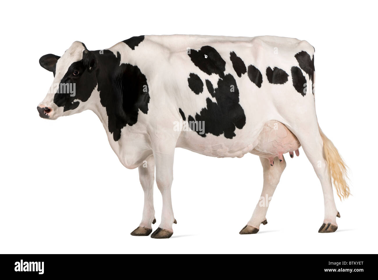 Cow breed holstein hi-res stock photography and images - Alamy
