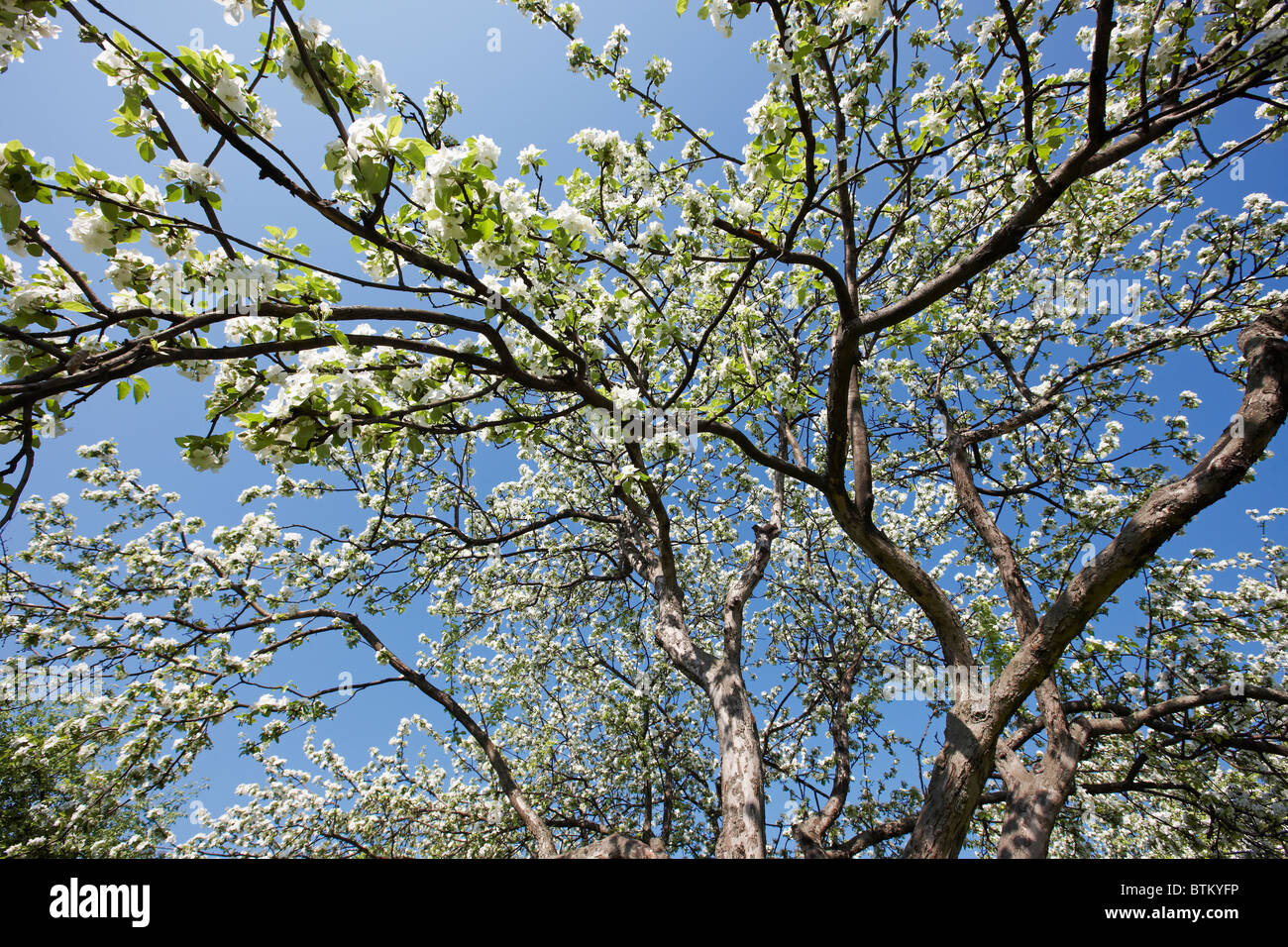 Apple trees in bloom hi-res stock photography and images - Alamy