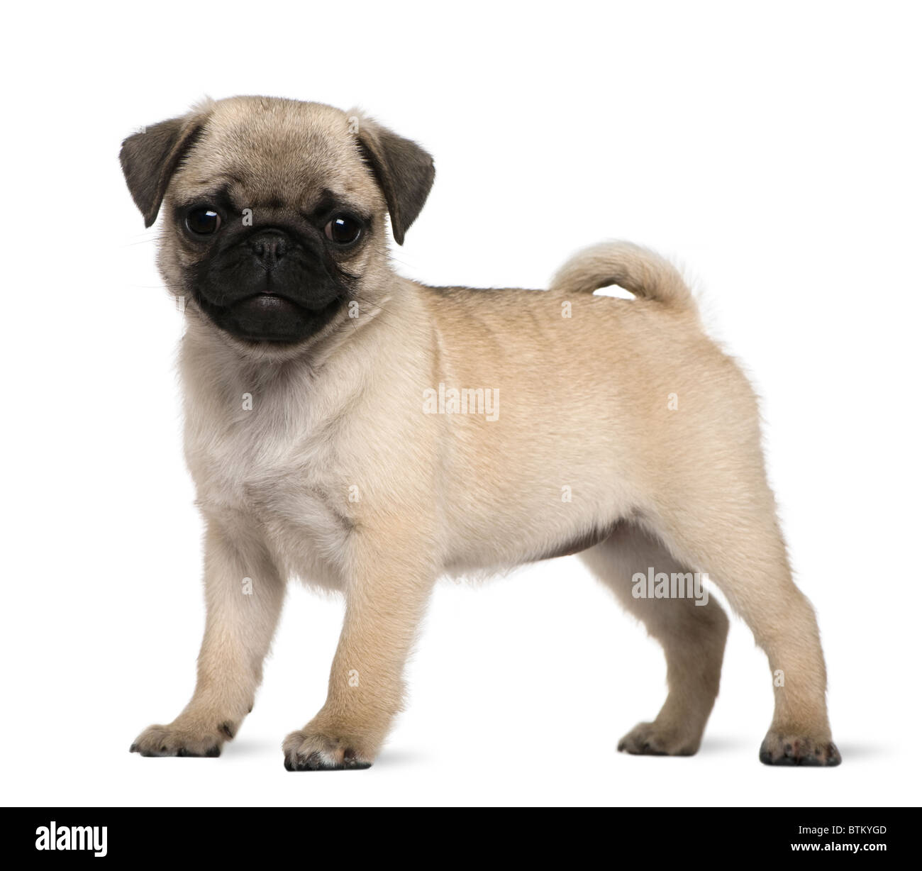 Pug puppy, 3 months old, standing in front of white background Stock ...