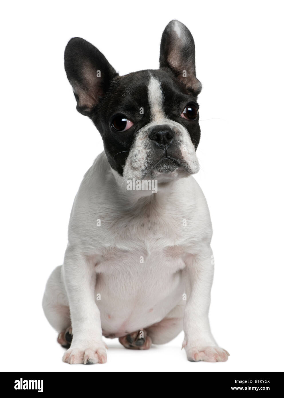 French Bulldog puppy, 4 months old, sitting in front of white ...